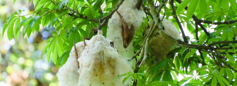 Was ist Kapok? Vegane Füllwatte Nr. 1 für Bio-Stofftiere